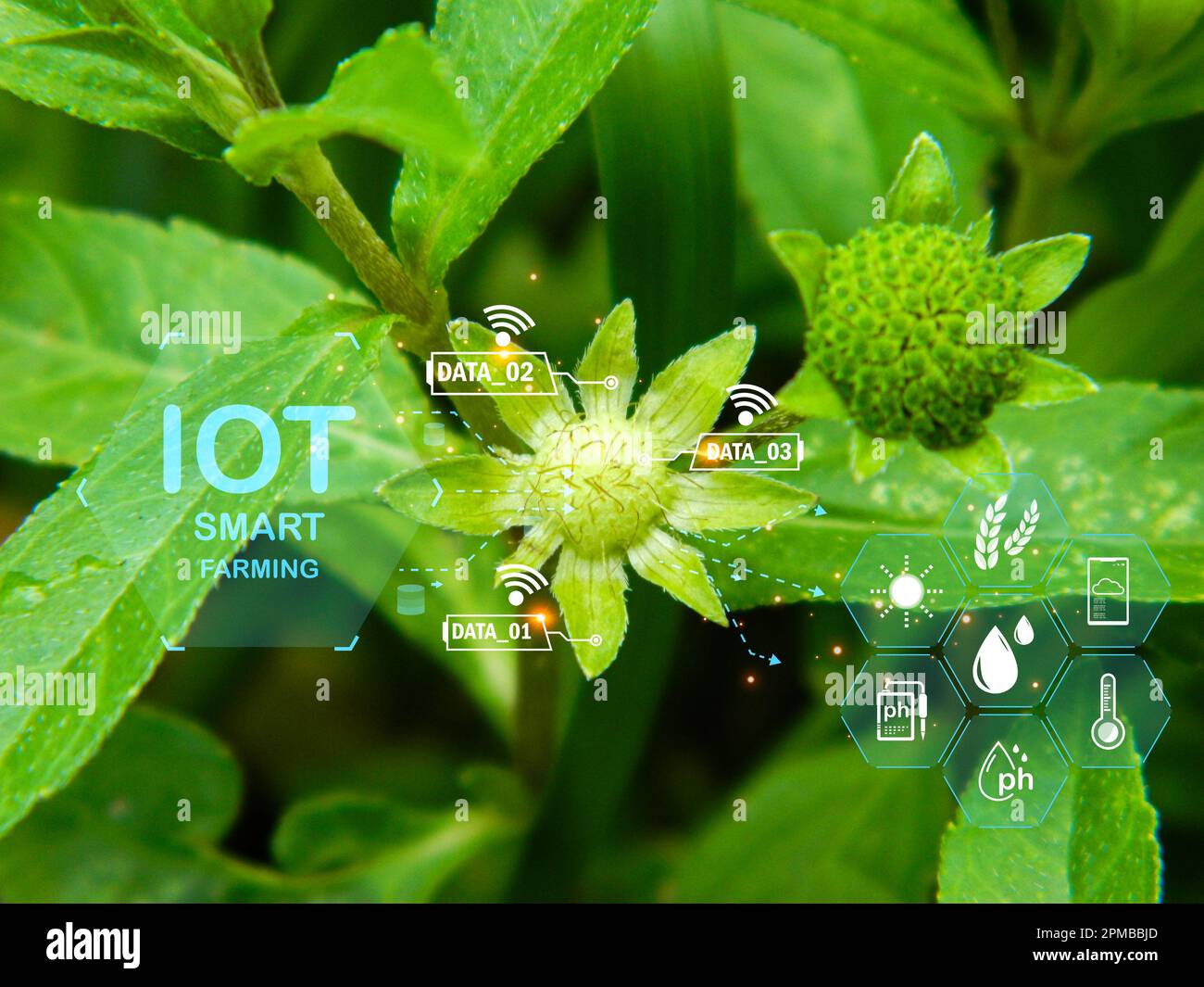 The concept of applying technology, artificial intelligence and IoT to ...