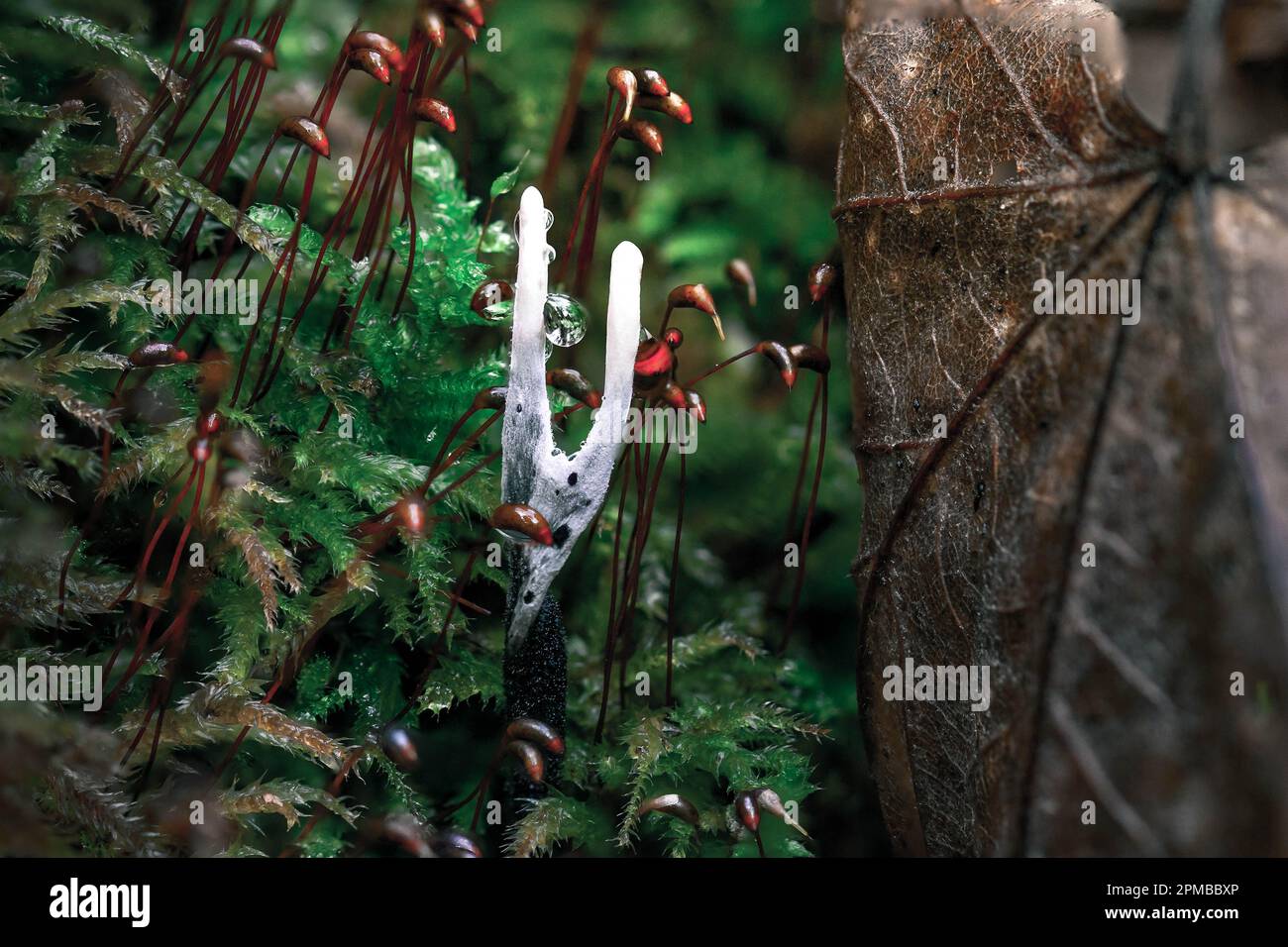 Xylaria hypoxylon, small fungus in the forest in autumn Stock Photo - Alamy