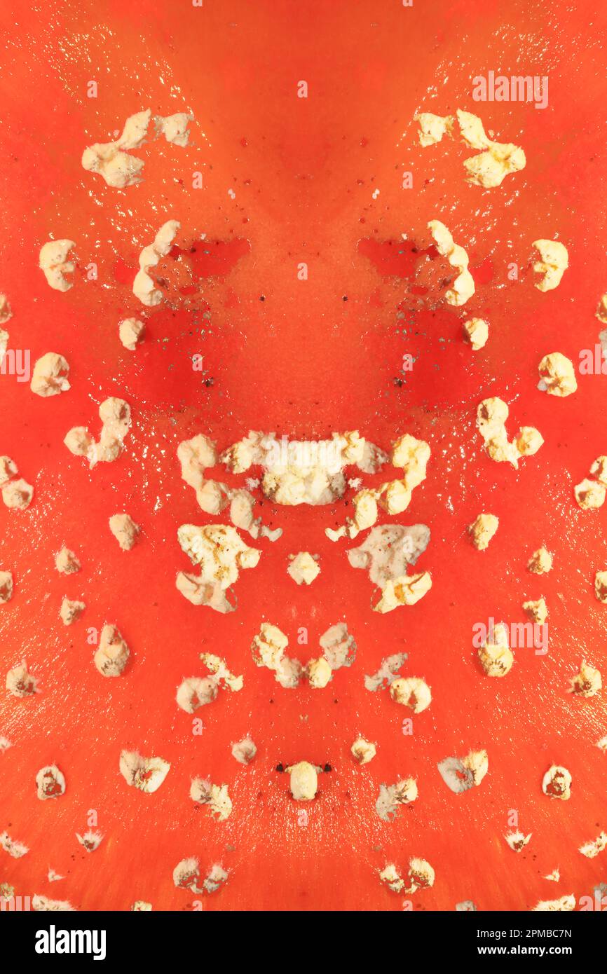 Mushroom amanita muscaria known as fly agaric with bright red hat and ...