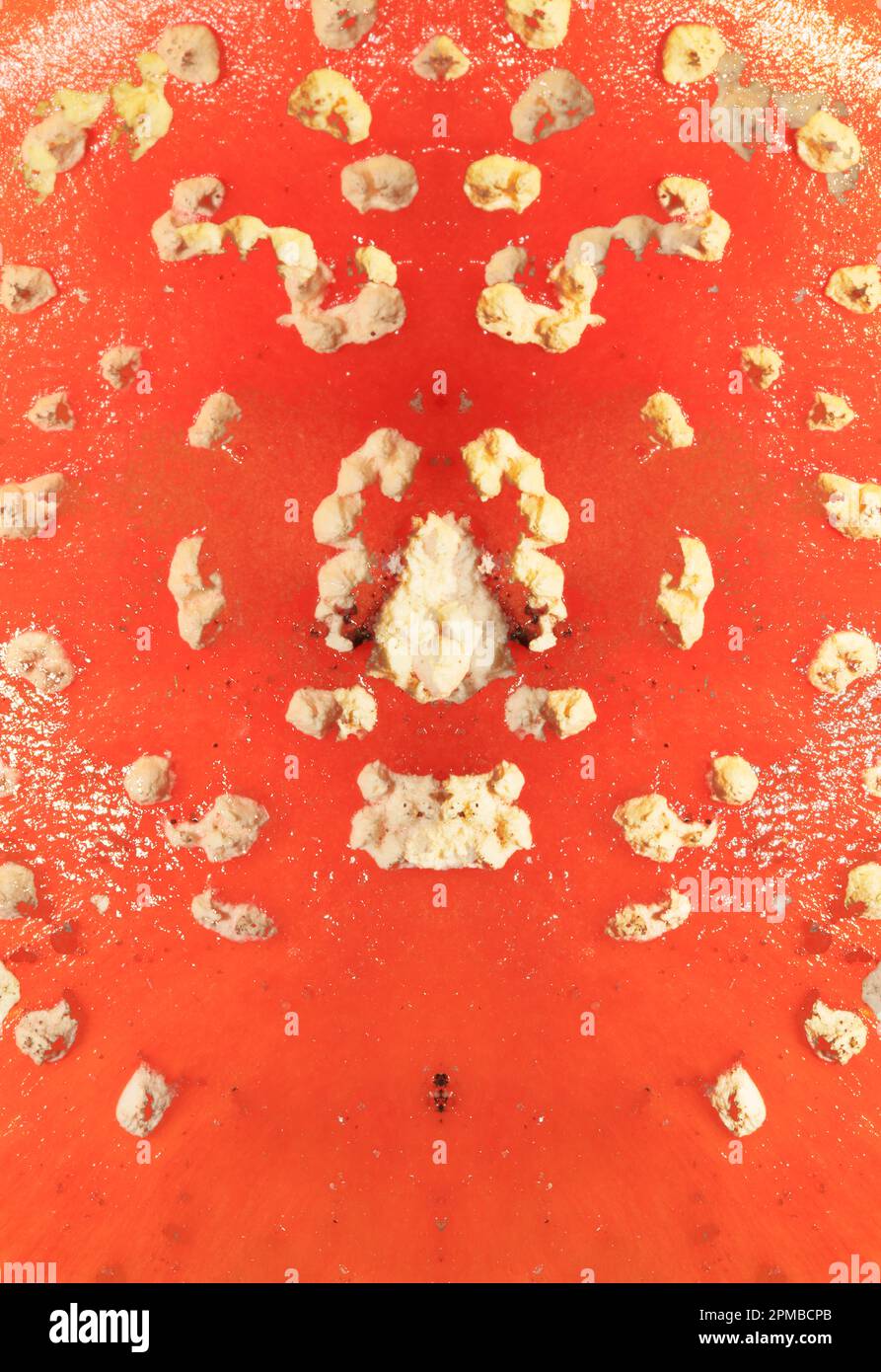Mushroom amanita muscaria known as fly agaric with bright red hat and ...