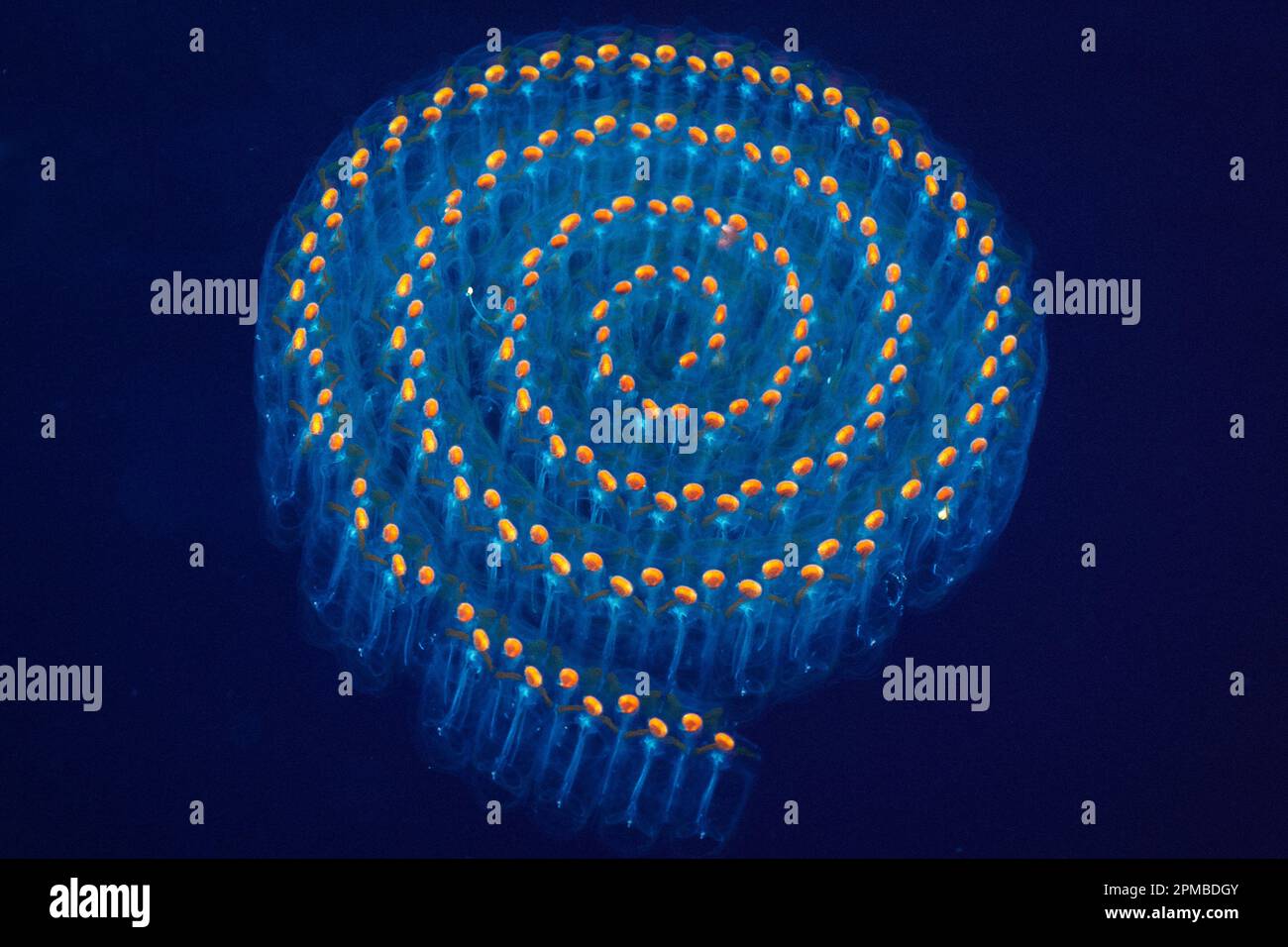 salp colony, Pegea sp., pelagic tunicates form chain of individual ...
