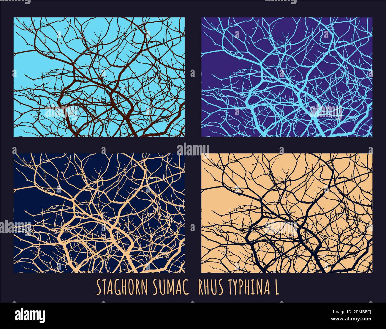 Illustration of branches of stalk sumac Rhus typhina L in early spring ...
