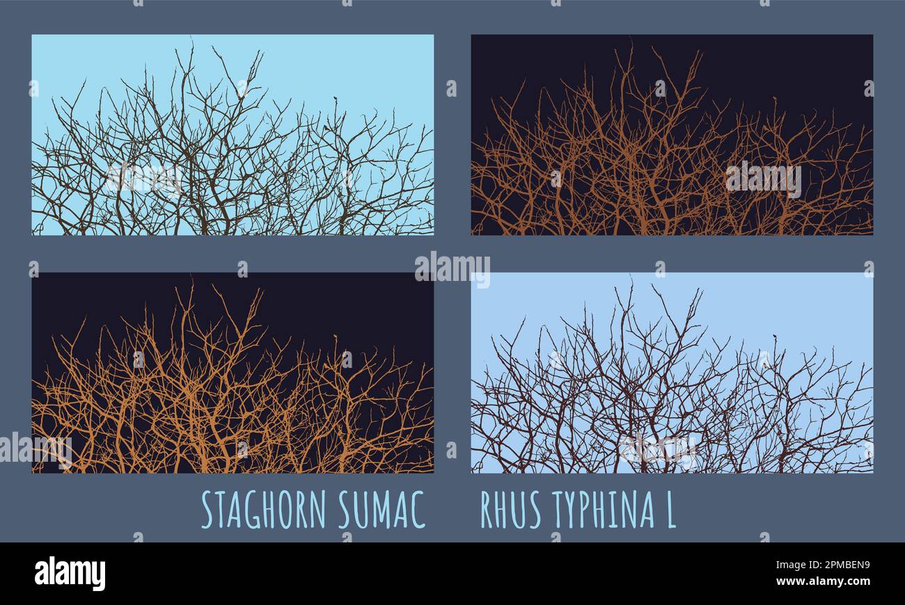 Illustration of branches of stalk sumac Rhus typhina L in early spring ...