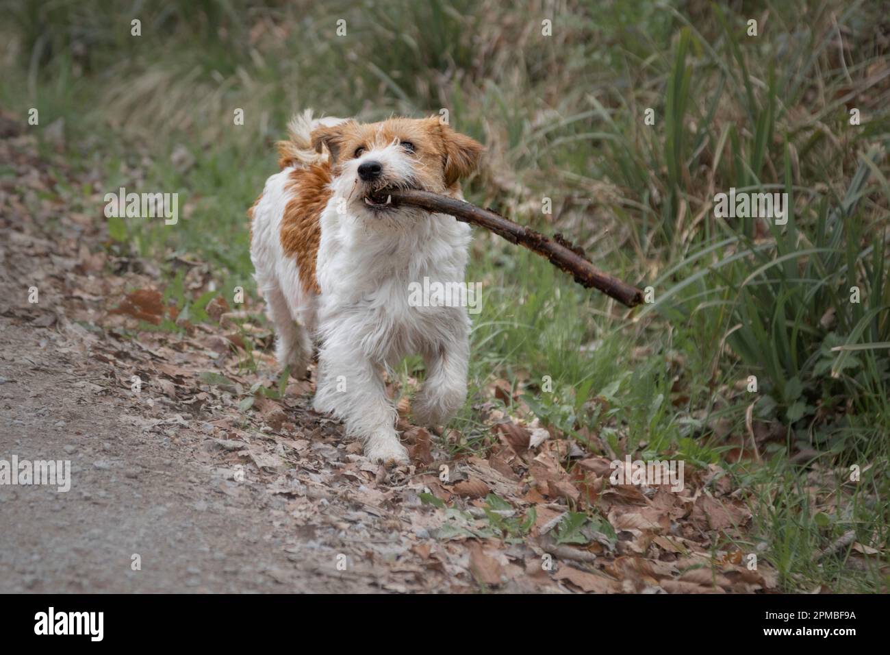 Jack Russel terrier rough hair Stock Photo - Alamy