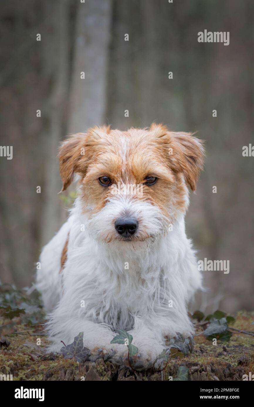 Jack russel terrier hi-res stock photography and images - Alamy