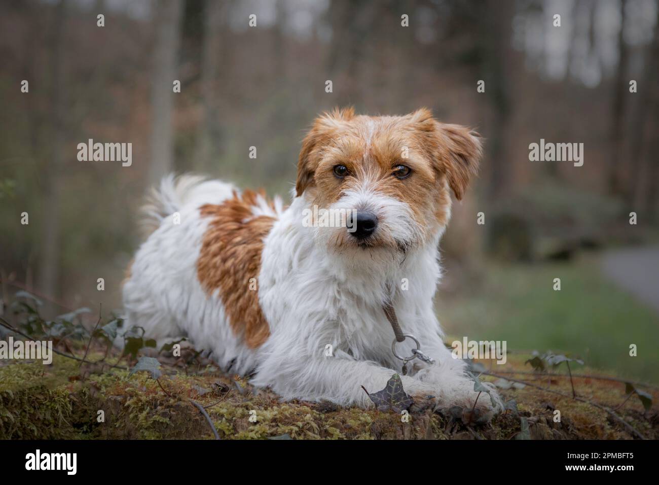 Jack Russel terrier rough hair Stock Photo - Alamy