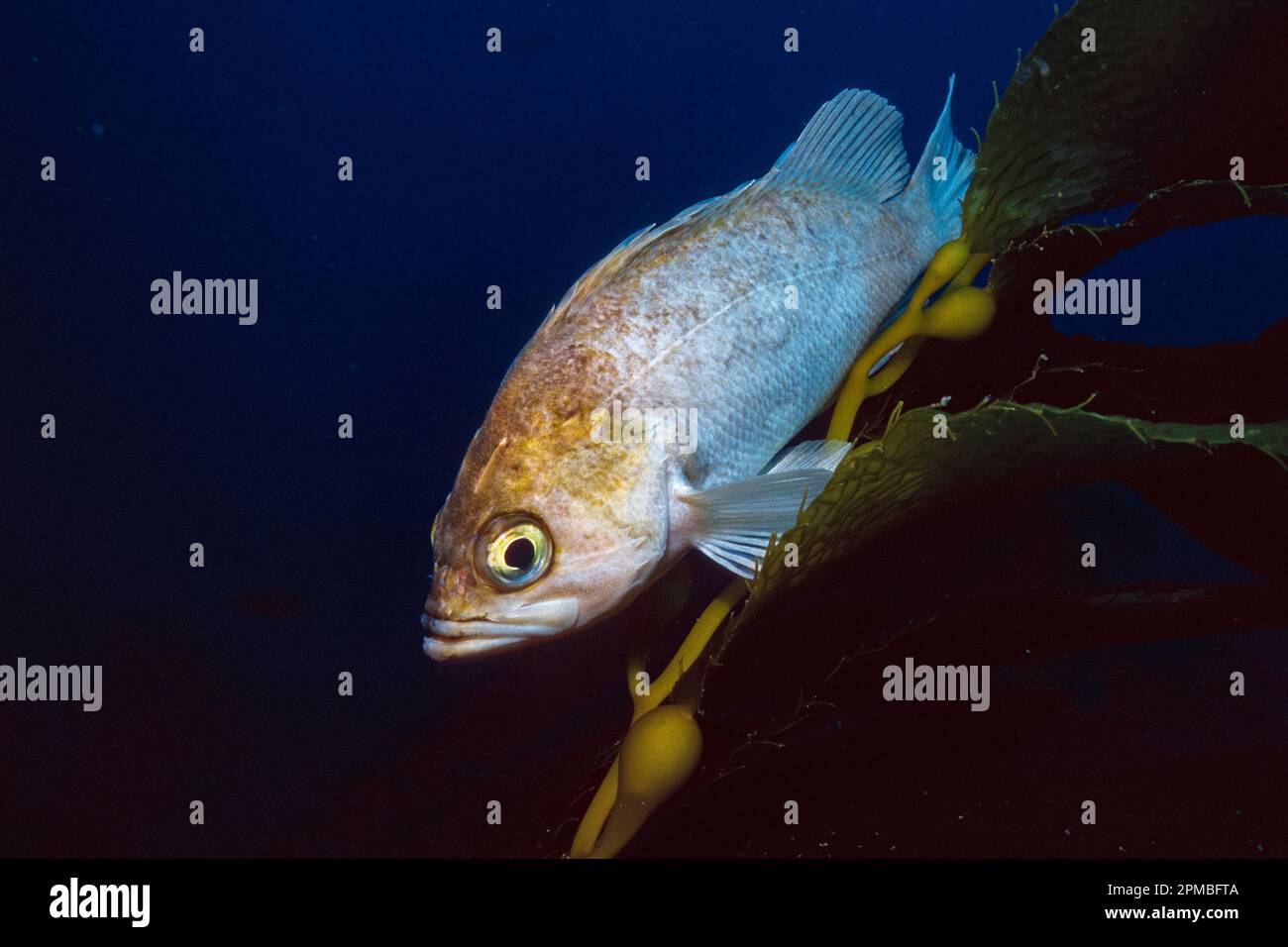 kelp rockfish, Sebastes atrovirens, Anacapa Island, Channel Islands ...