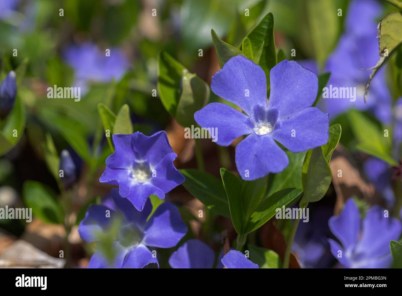 Blue periwinkle in woodland Stock Photo - Alamy
