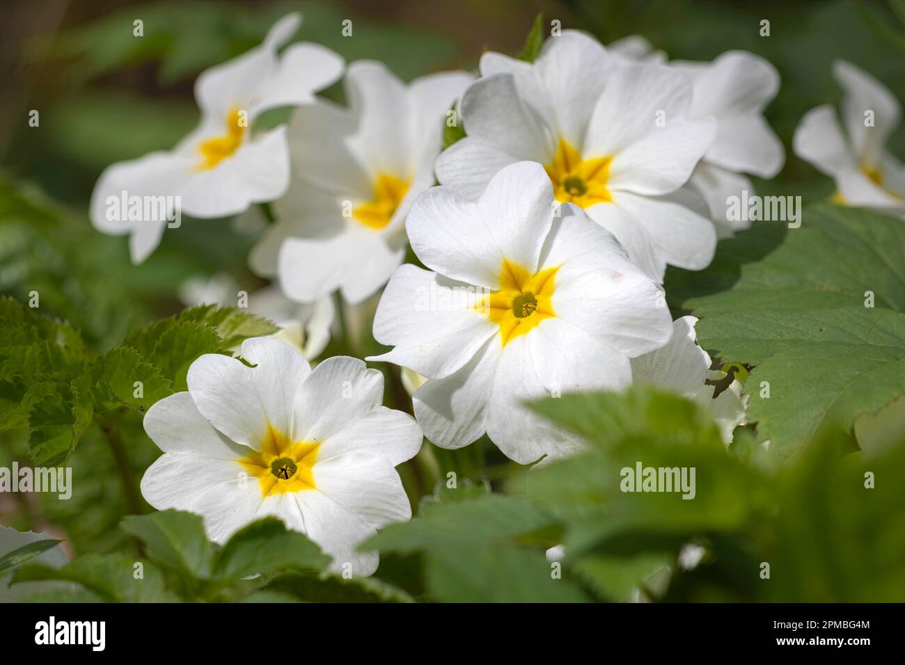 White and yellow primrose hi-res stock photography and images - Alamy