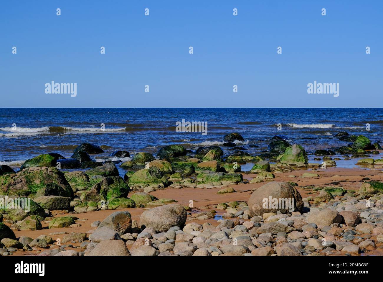 Rocky Baltic sea shore with green sea algae on stones. The Gulf of Riga ...