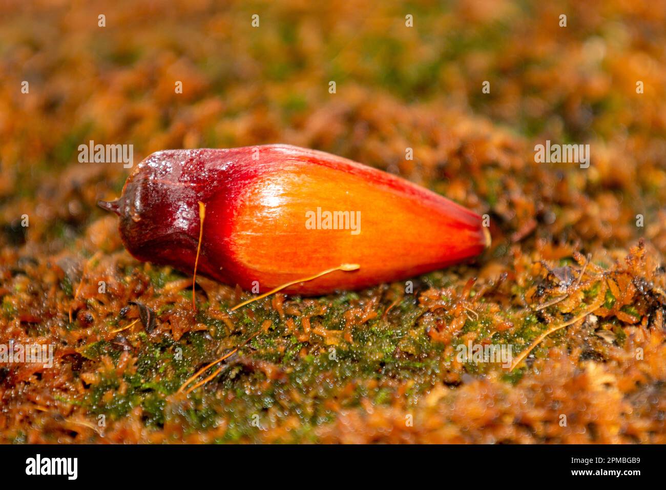 Typic Pine nuts of the Paraná pine (Araucaria angustifolia). Pinhão ...
