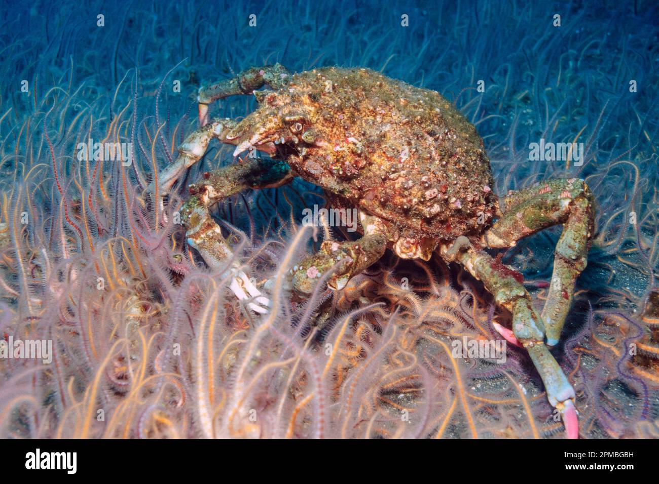 sheep crab, Loxorhynchus grandis, Anacapa Island, Channel Islands ...
