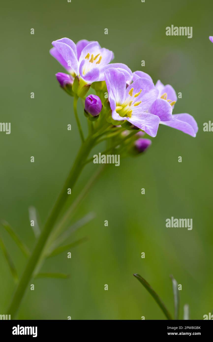 Flower natural botanical stem hi-res stock photography and images - Alamy