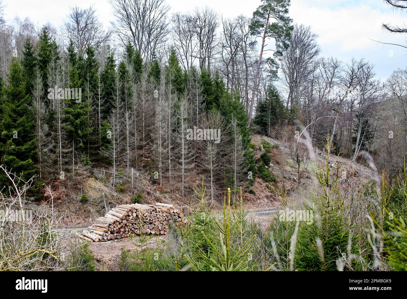 path through a pine tree forest with several dead trees, pile of tree ...