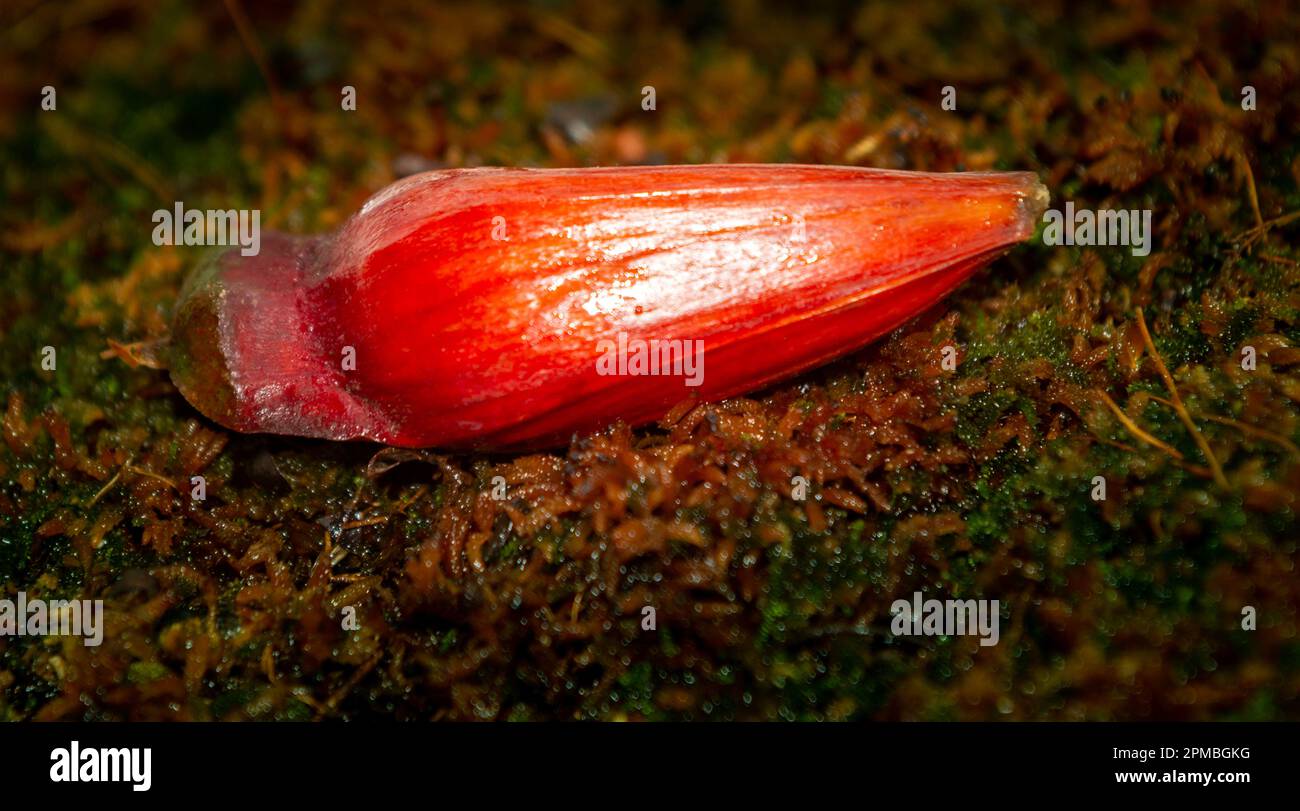 Typic Pine nuts of the Paraná pine (Araucaria angustifolia). Pinhão ...