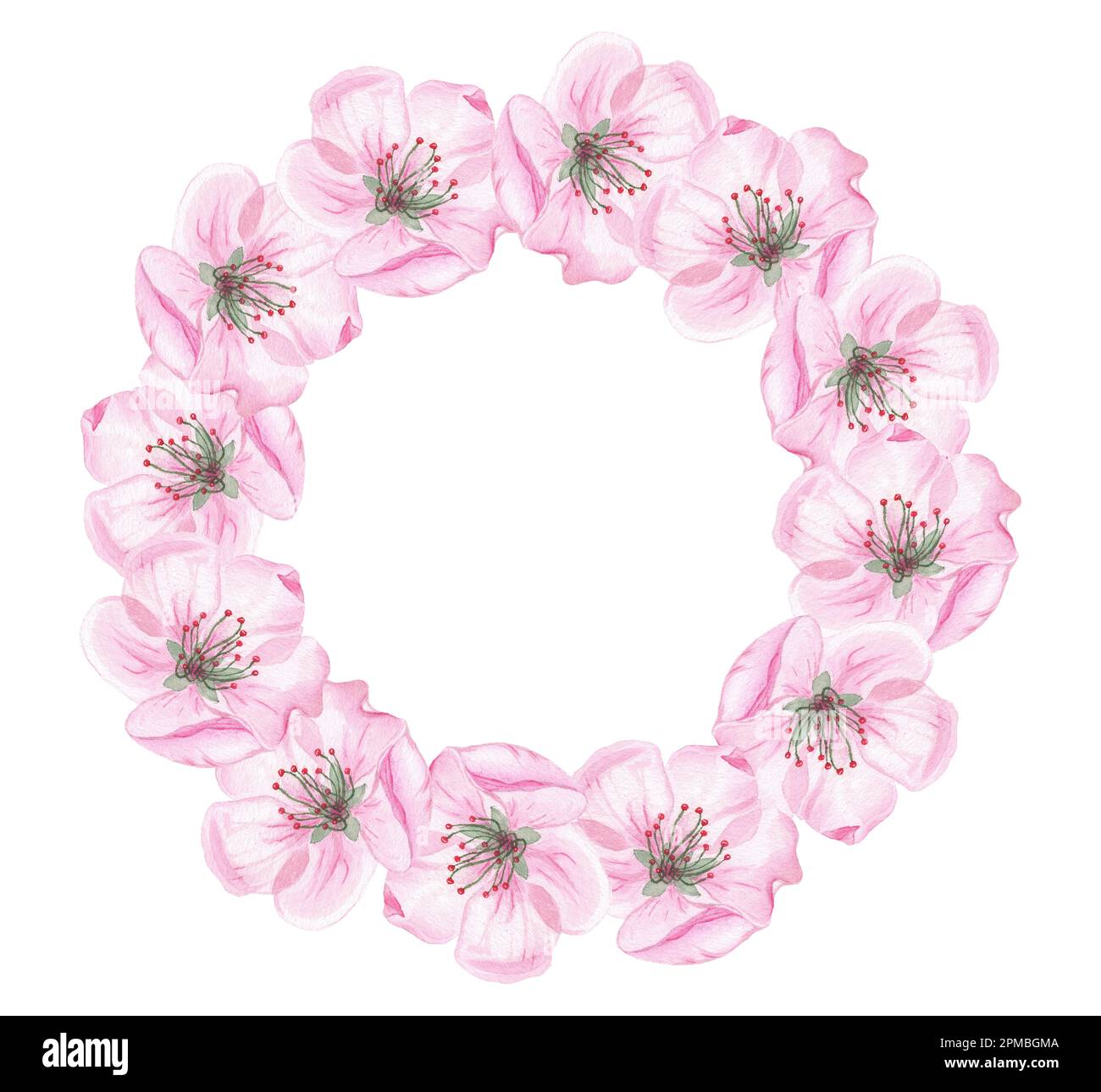 Cherry botanical vintage illustration Cut Out Stock Images & Pictures ...