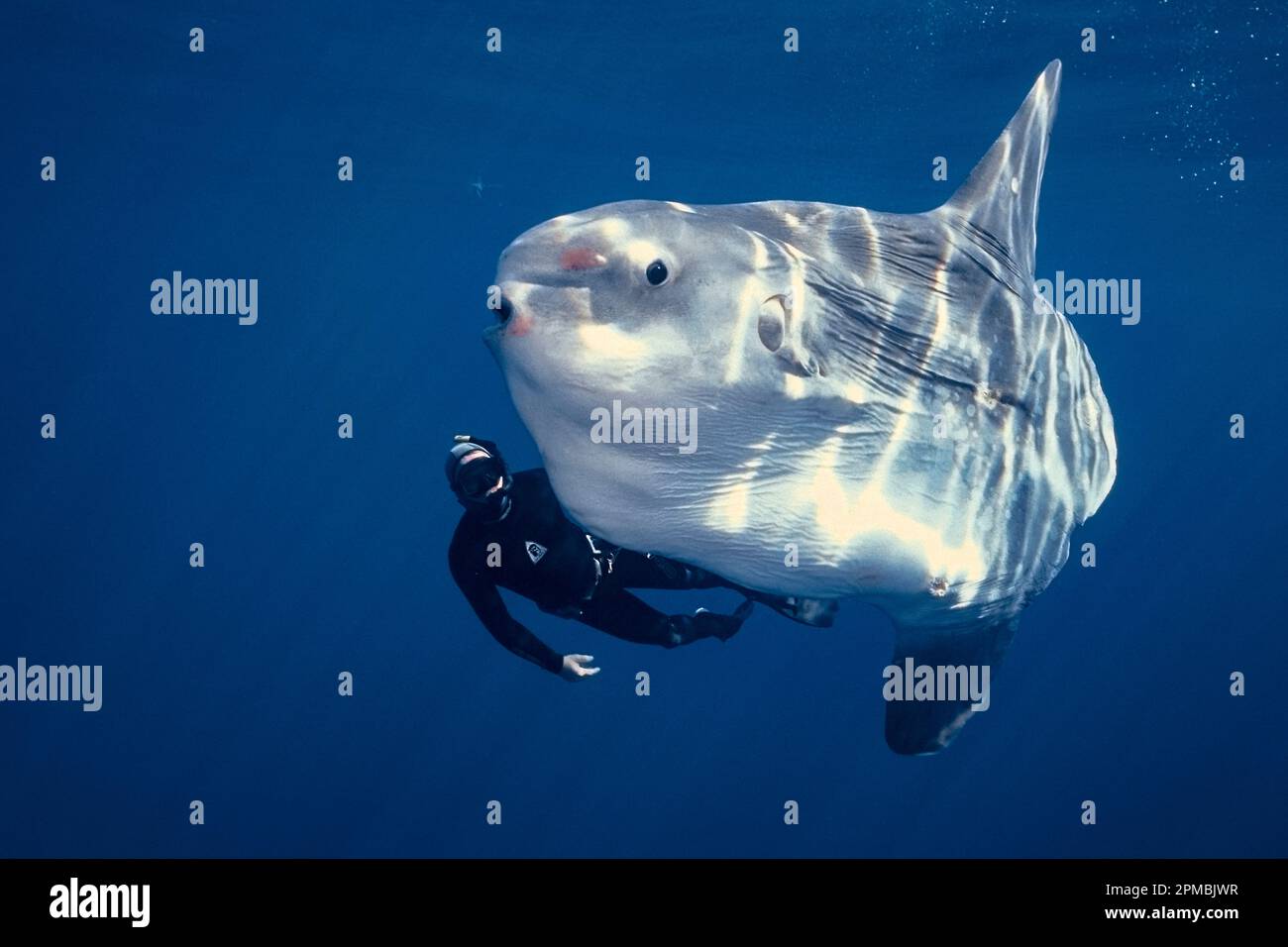 ocean sunfish, Mola mola, and freediver, California, East Pacific Ocean ...