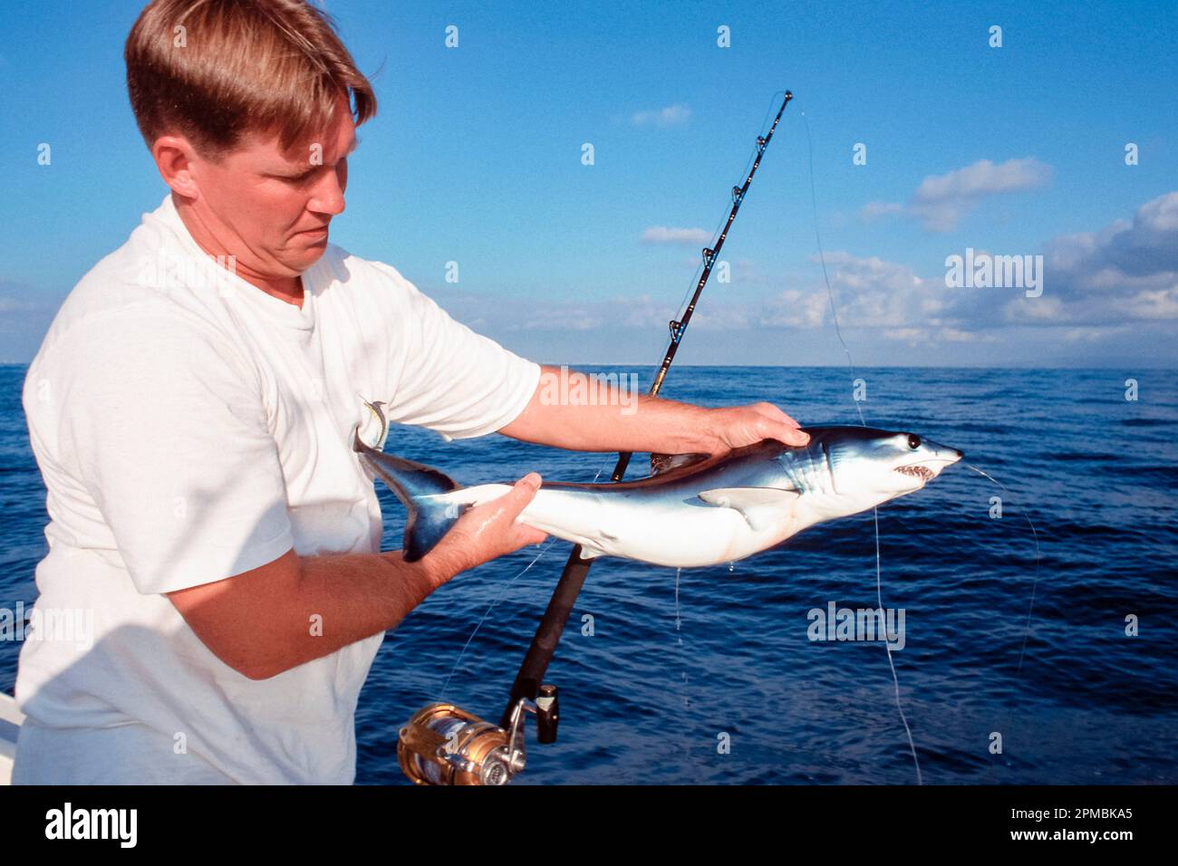 sport fisherman holding, shortfin mako shark pup, Isurus oxyrinchus ...