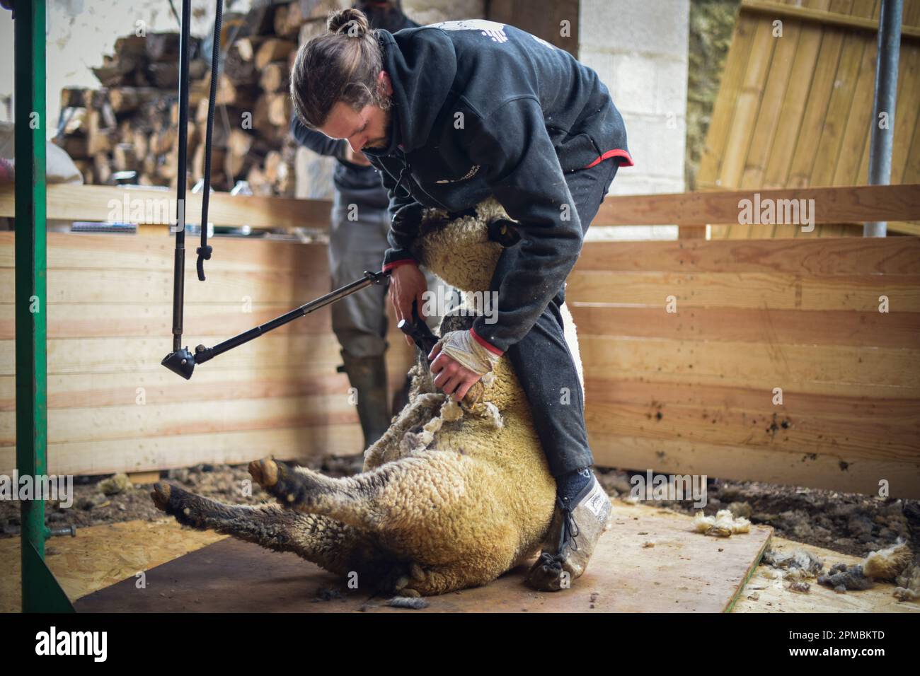 view on a breeder who is shearing his sheep on his barn in France Stock ...
