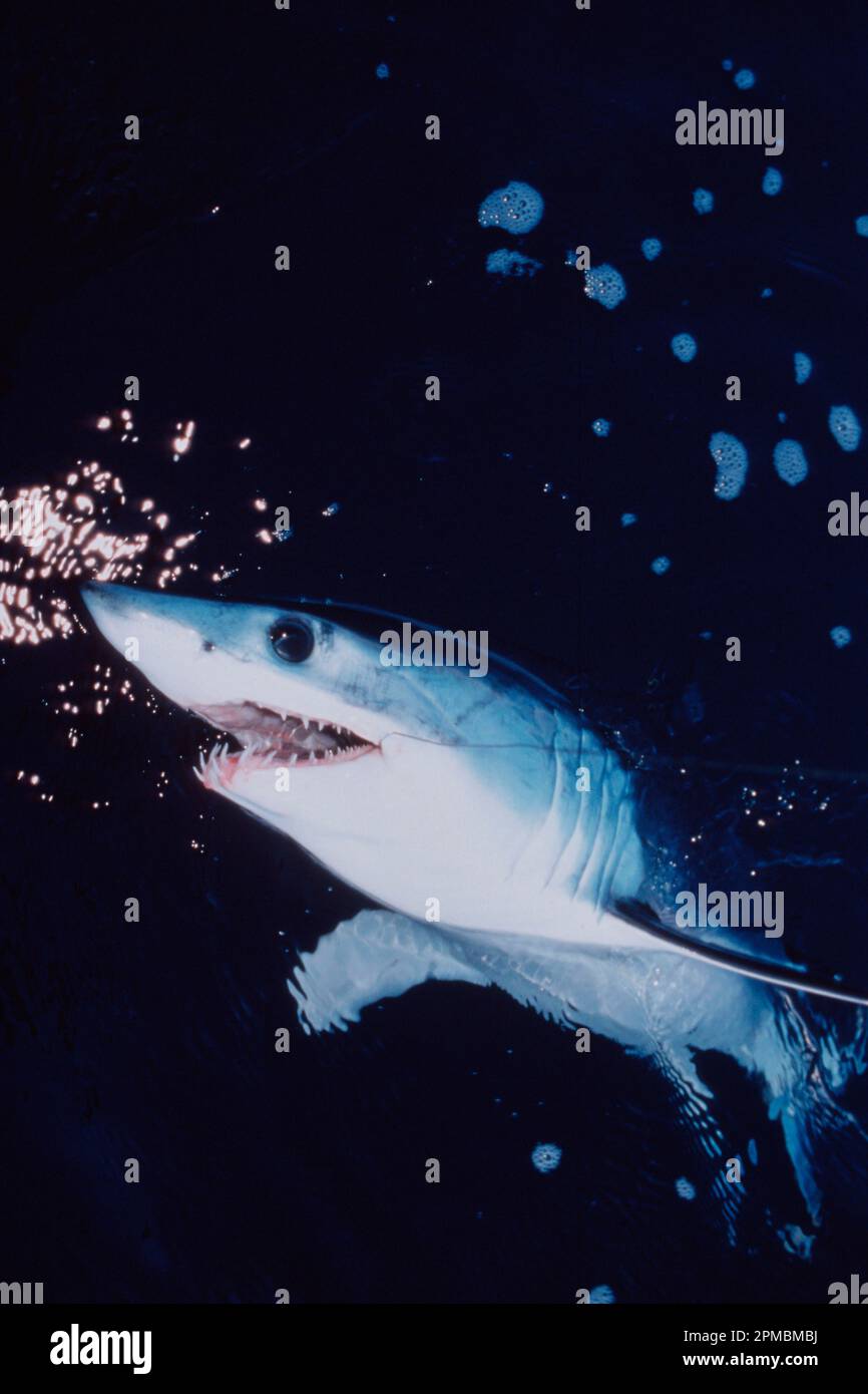 Mako shark fishing line hi-res stock photography and images - Alamy