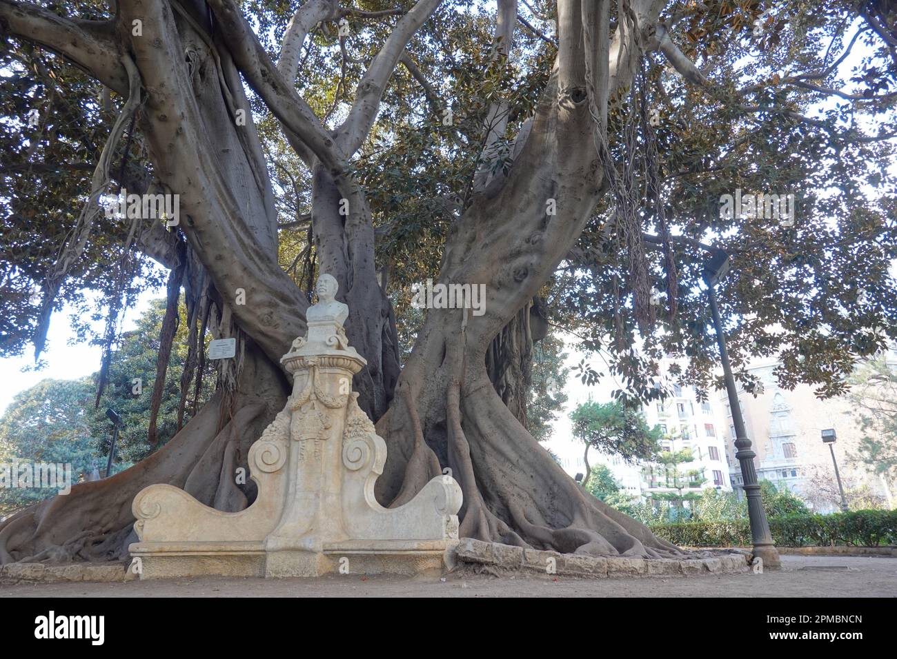 Valencia, Mammutbaum, Ficus Marophylla // Valencia, Giant Tree, Ficus ...