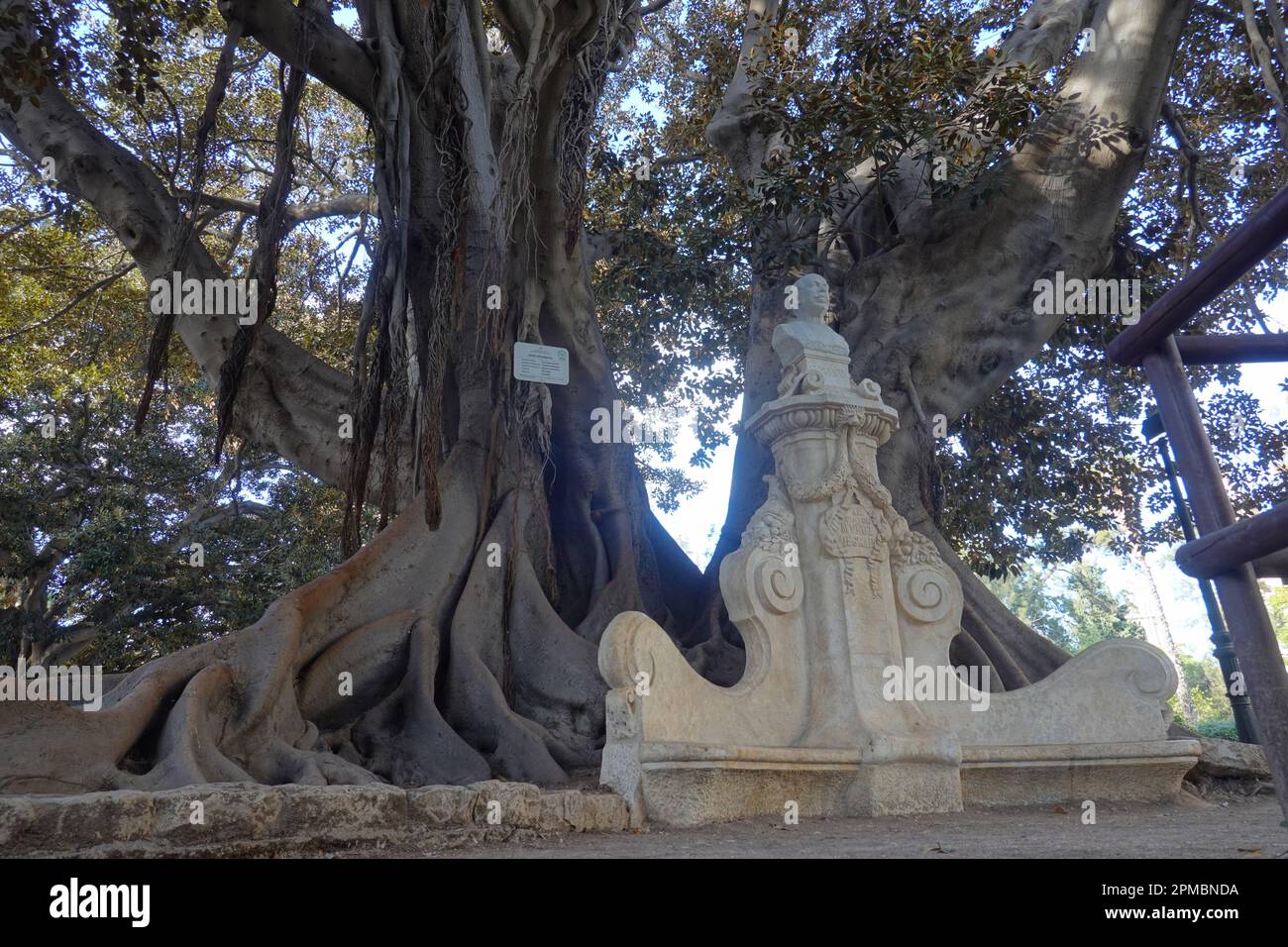 Valencia, Mammutbaum, Ficus Marophylla // Valencia, Giant Tree, Ficus ...