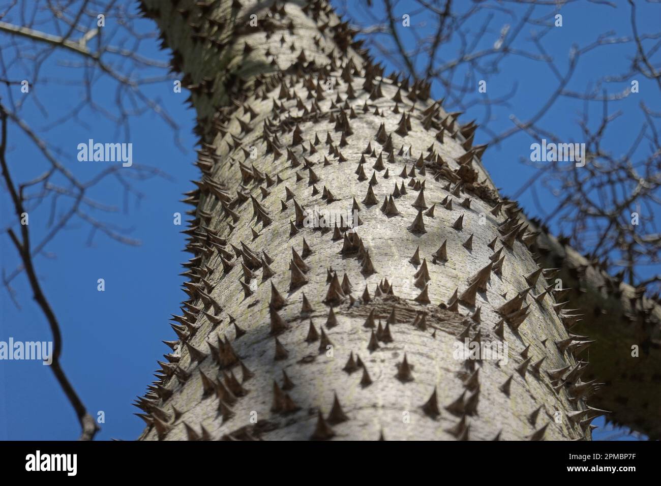 Valencia, Turia-Park // Valencia, Turia Gardens Stock Photo - Alamy