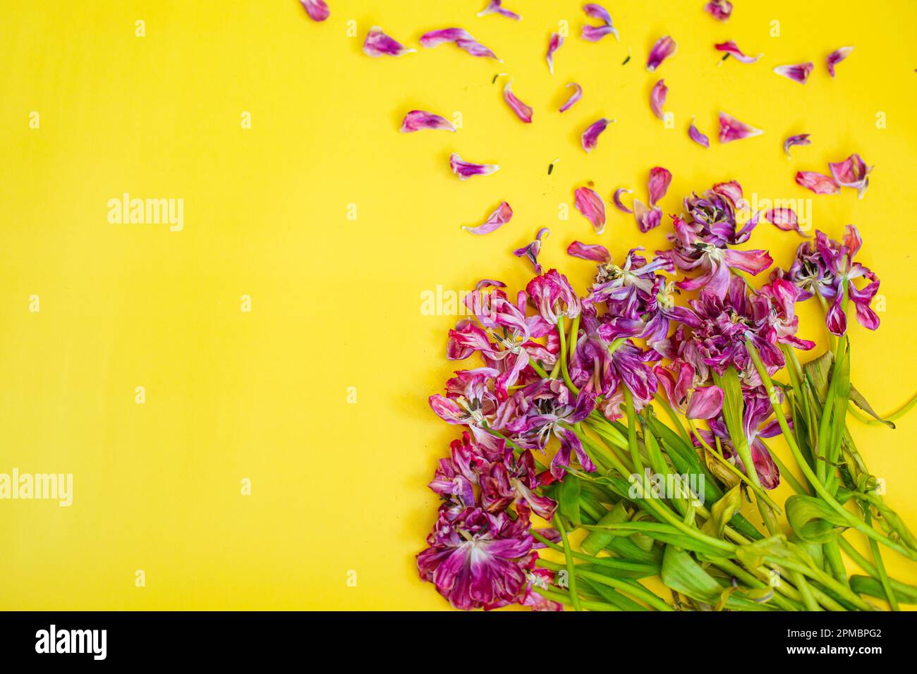withered flowers background. withered tulips on a yellow background ...