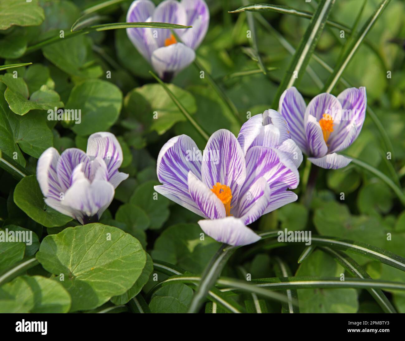 Blue purple striped flower hi-res stock photography and images - Alamy