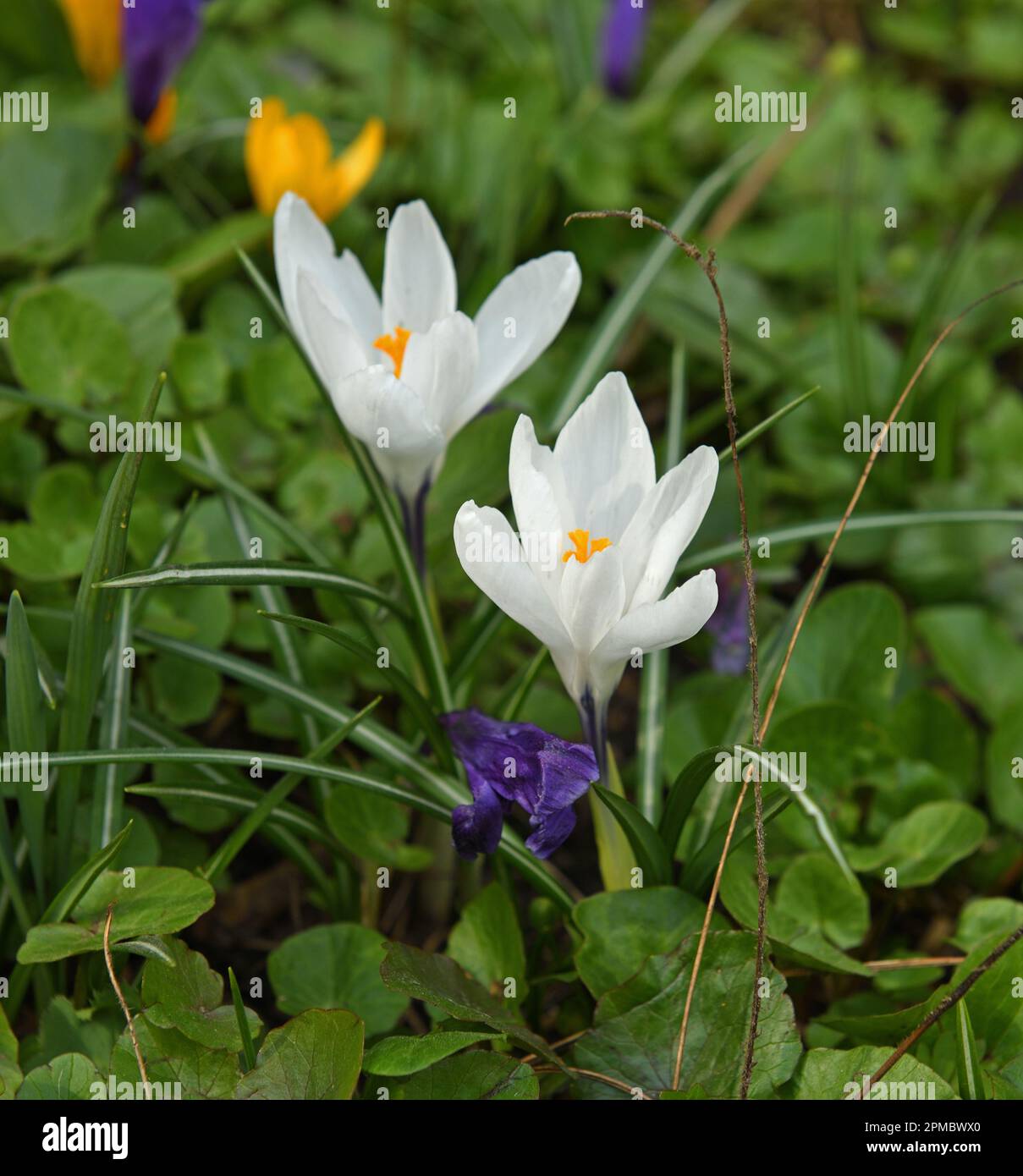 Crocus vernus stamens hi-res stock photography and images - Alamy
