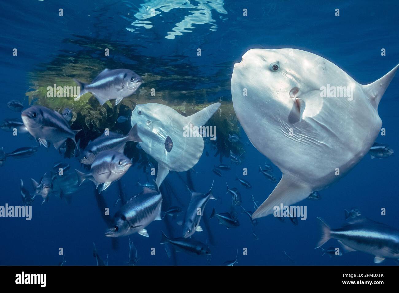 mola molas or ocean sunfish, Mola mola, congregate under kelp paddy to ...