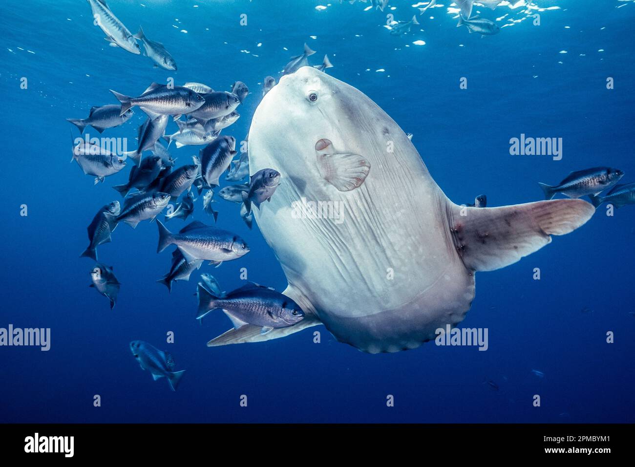 mola mola or ocean sunfish, Mola mola, gets cleaned by halfmoons ...
