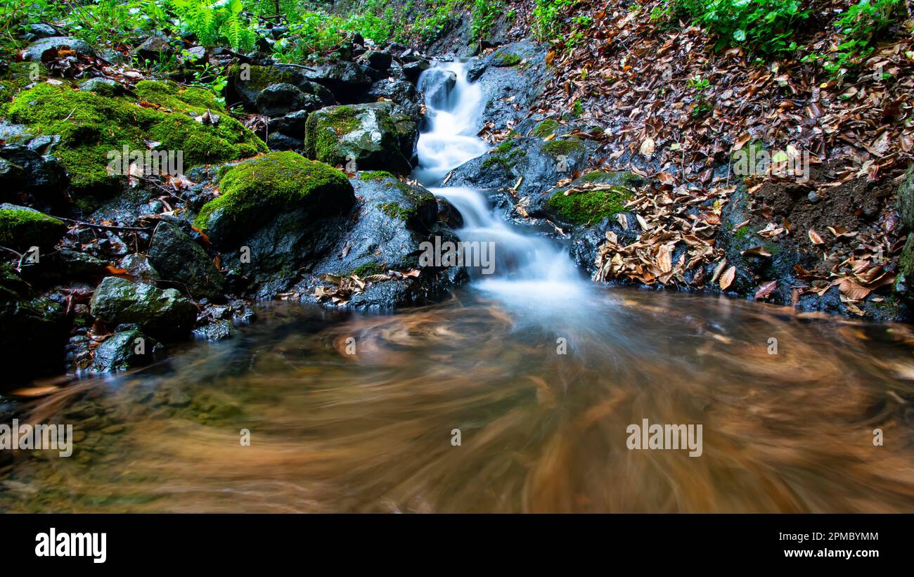 Spring freshness on one side, swirling dry leaves from autumn on the ...
