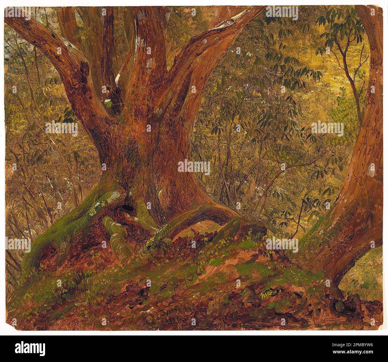 Drawing, In the woods, Jamaica; Frederic Edwin Church (American, 1826 ...