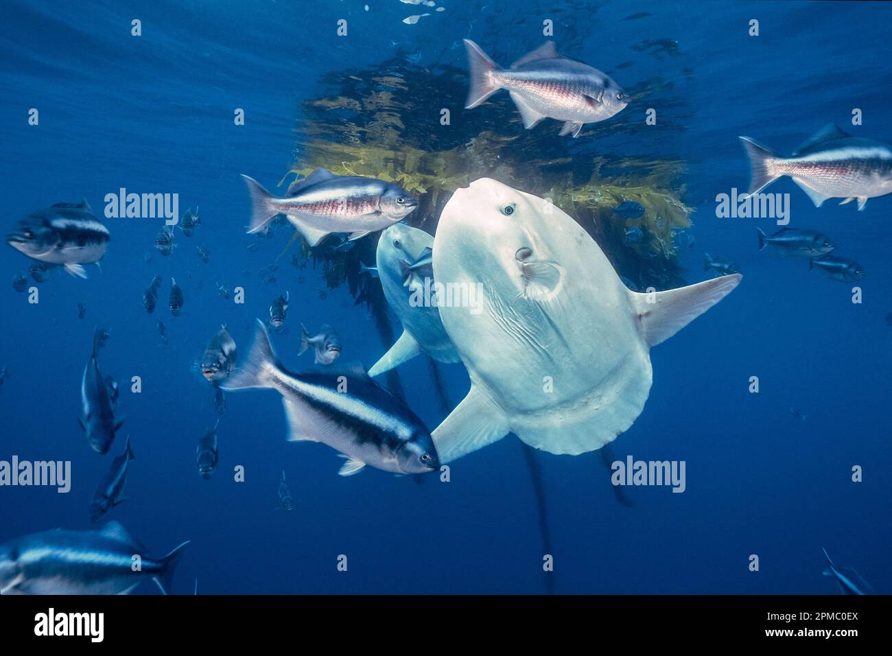 mola molas or ocean sunfish, Mola mola, congregate under kelp paddy to ...