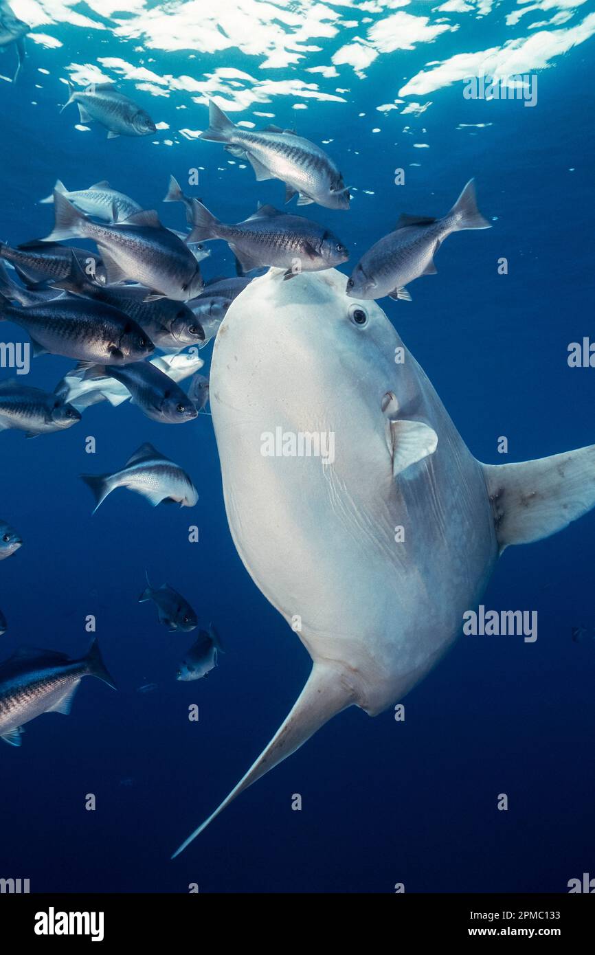 Sunfish pelagic vertical hi-res stock photography and images - Alamy
