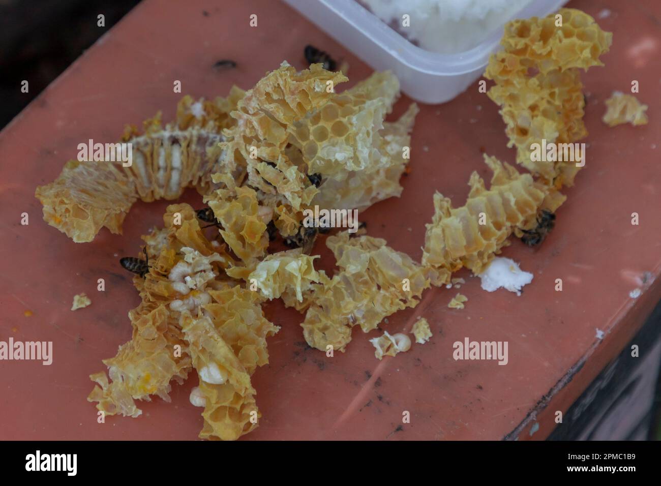 Excess comb removed from a bee hive with some rood at various stages of ...