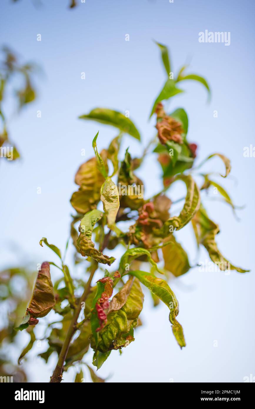 Peach leaf curl disease detail, Problem Solving: Peach Leaf Curl ...