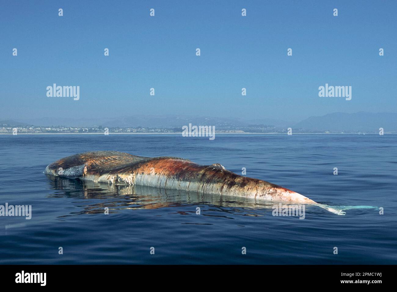 dead blue whale, Balaenoptera musculus, possibly due to human ...