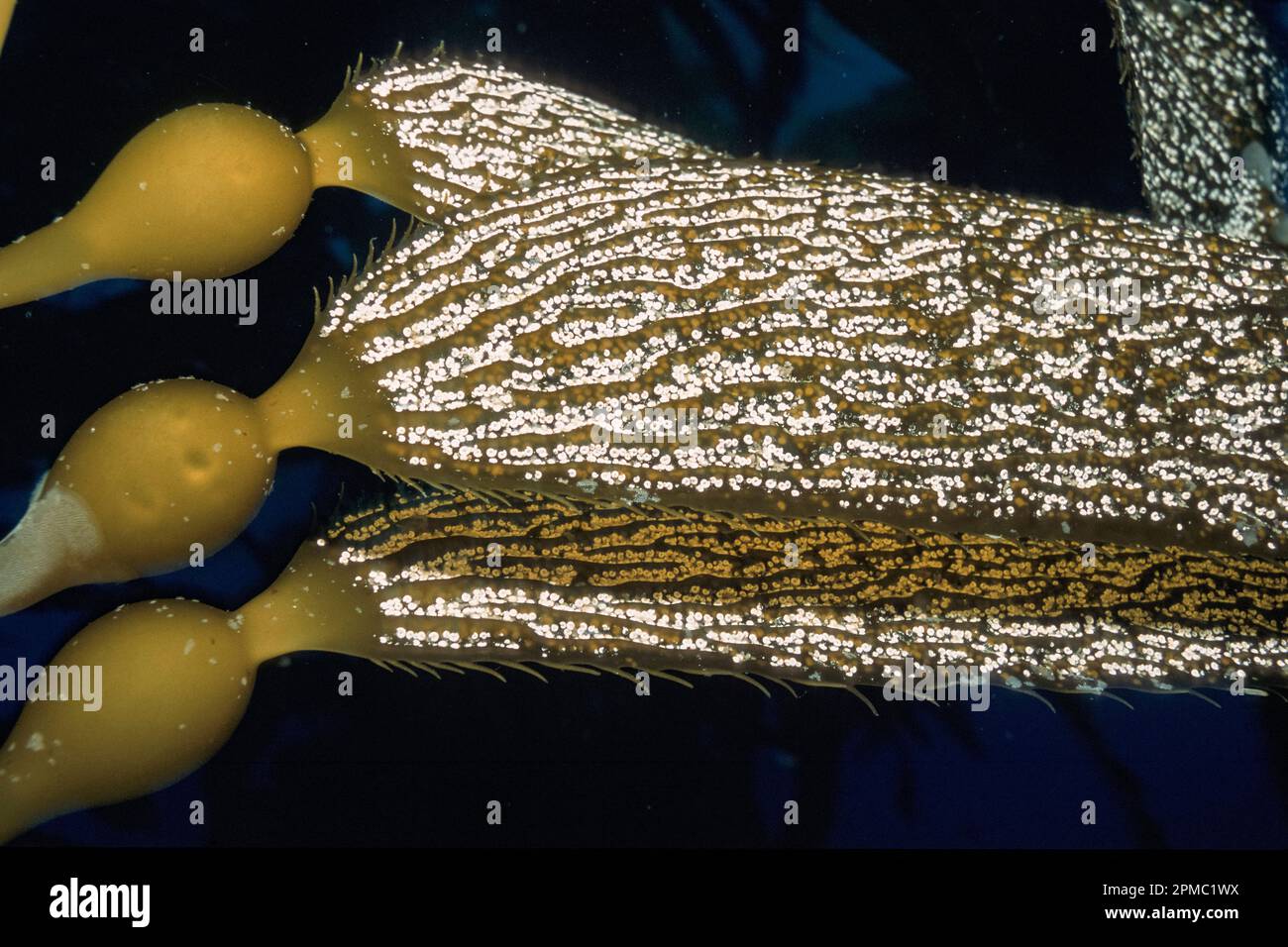 Macrocystis Microscope
