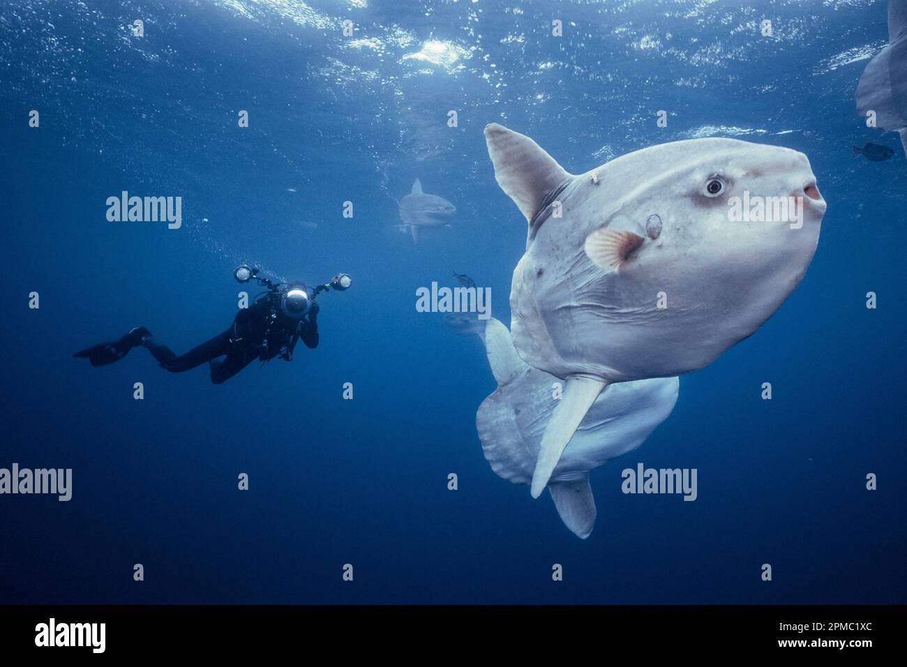 photographer and ocean sunfish, Mola mola, open sea, San Diego ...