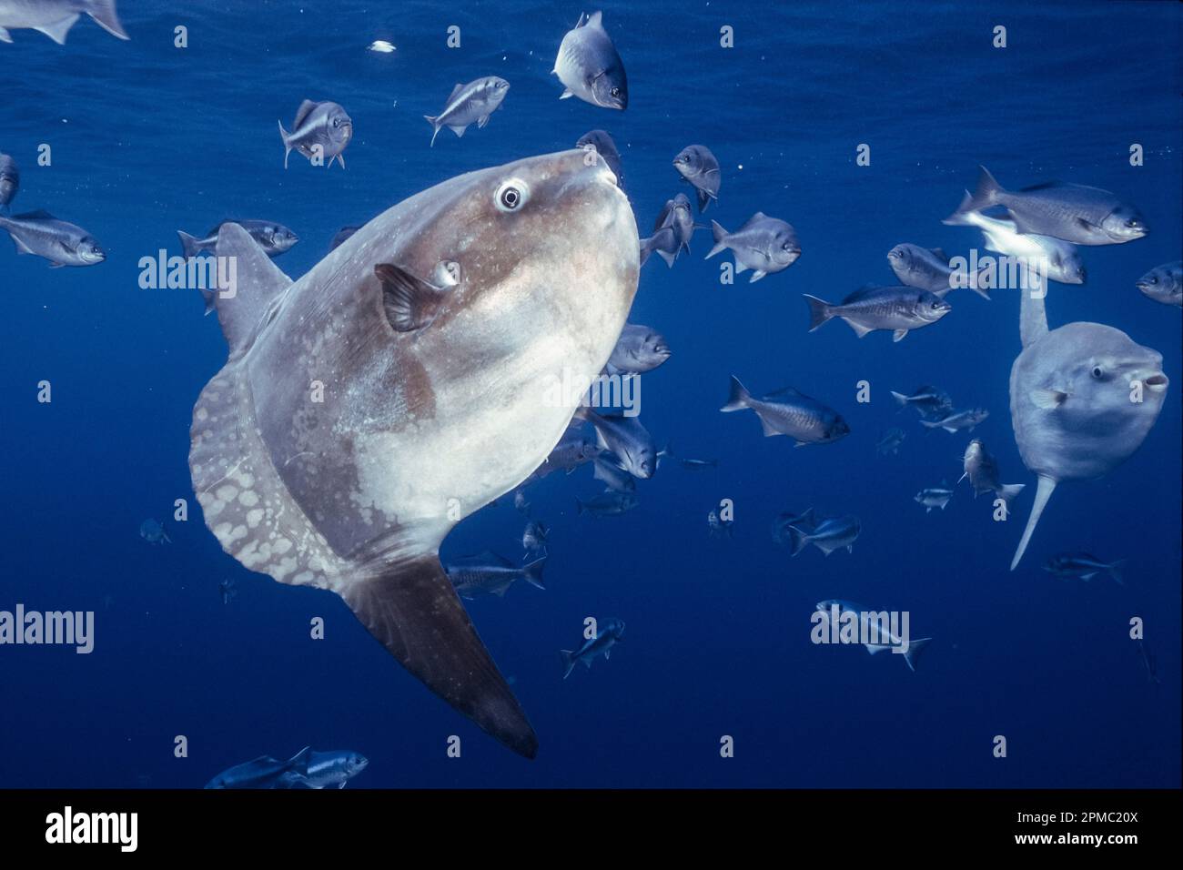 ocean sunfish, Mola mola, being cleaned by halfmoons, Medialuna ...