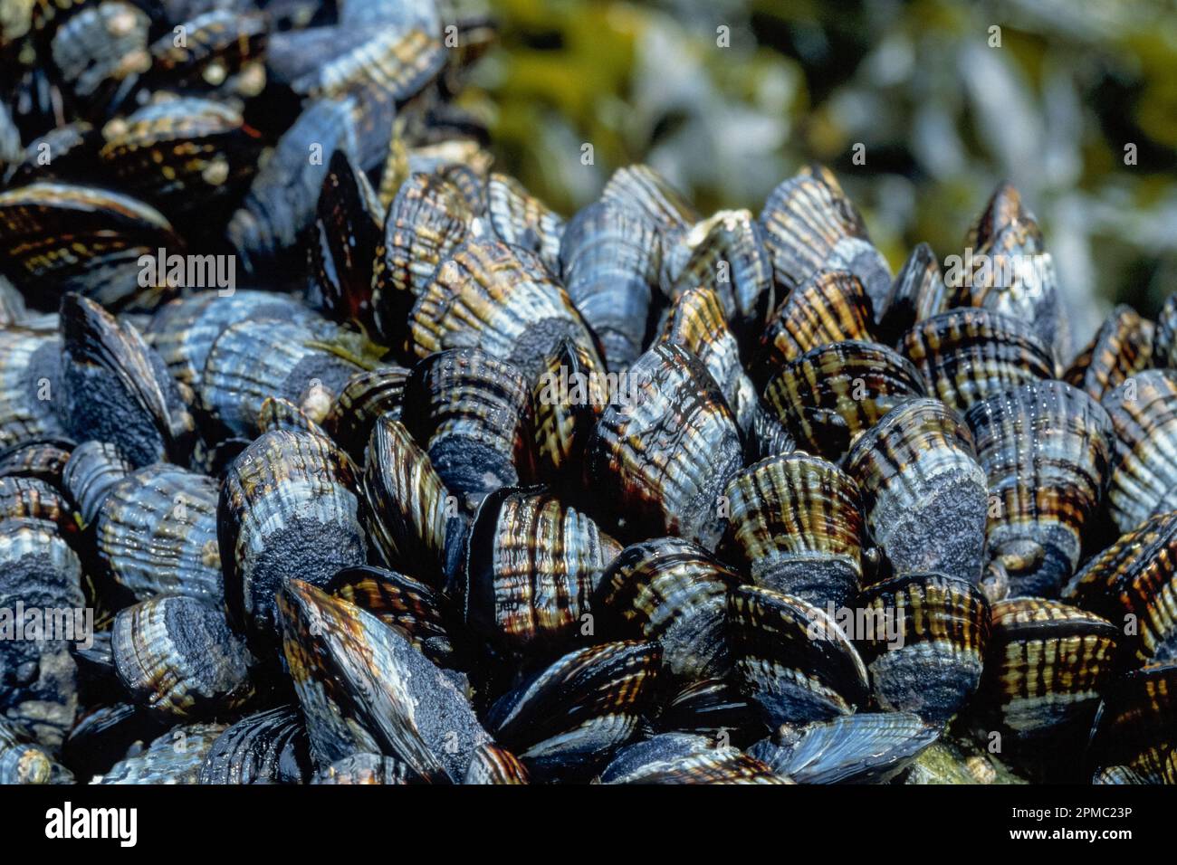 California mussels, Mytilus californianus, Partington Cove, Big Sur ...