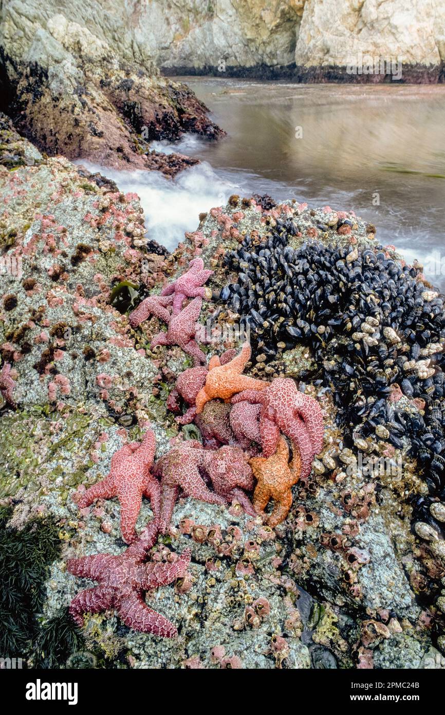 sea stars, Pisaster ochraceus, and mussels, Mytilus californianus, in ...