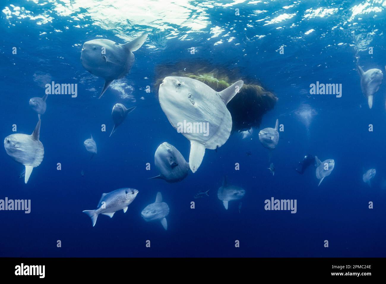 ocean sunfish, Mola mola, aggregate near kelp paddy to be cleaned by ...