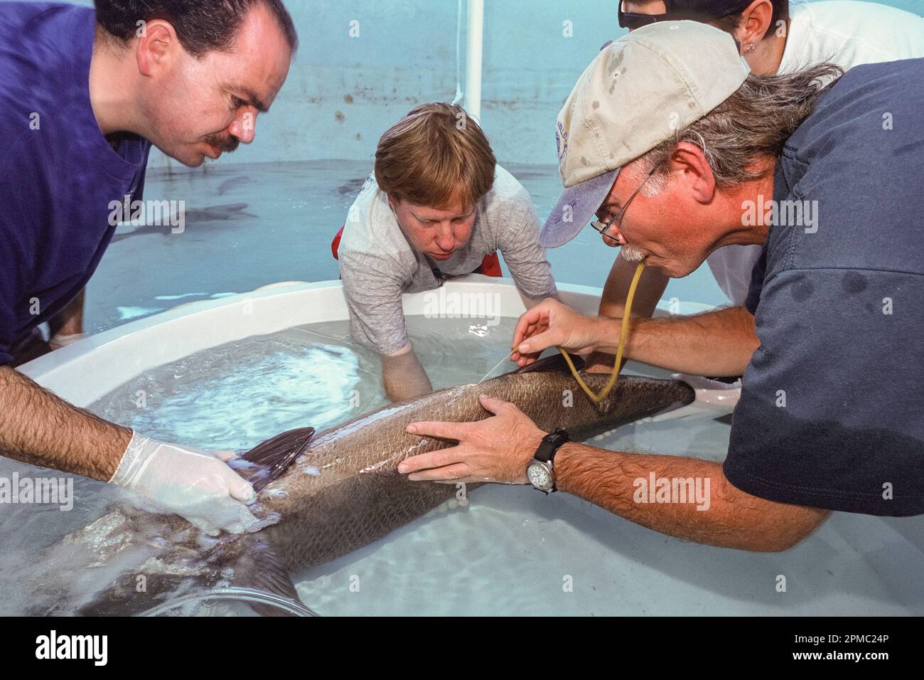 Totoaba mexico hi-res stock photography and images - Alamy