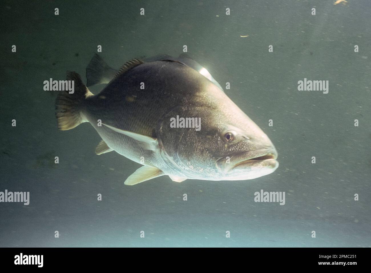 totoaba or totuava, Totoaba macdonaldi, threatened species, due to ...