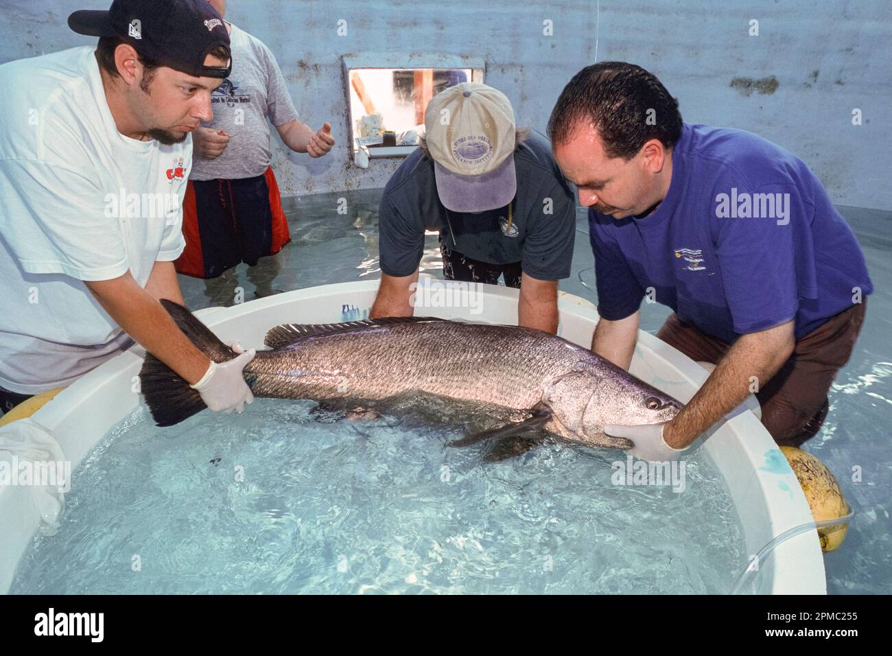 totoaba or totuava, Totoaba macdonaldi, threatened species, due to ...
