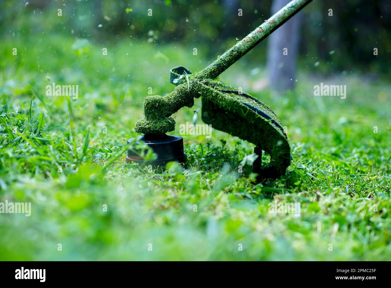 Gardening. Cutting the lawn with cordless grass trimmer, edger, close ...