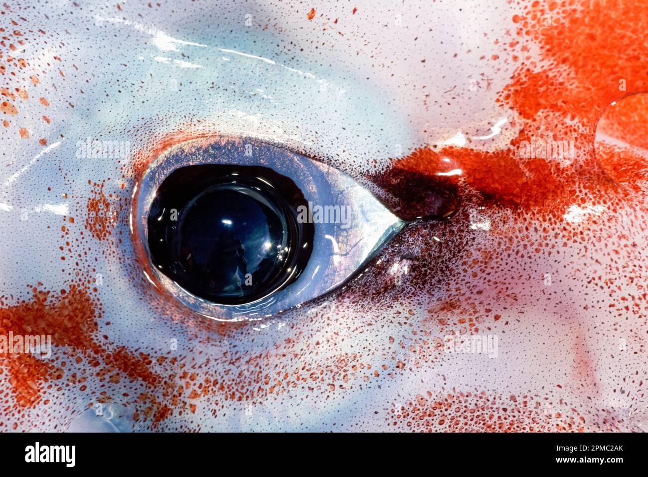 Dosidicus gigas hi-res stock photography and images - Alamy